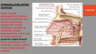 Vascular Supply of Head and Neck | PPT