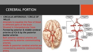 Vascular Supply of Head and Neck | PPT