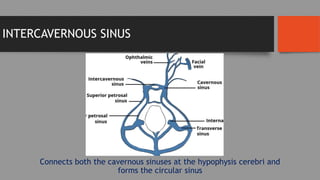 Vascular Supply of Head and Neck | PPT