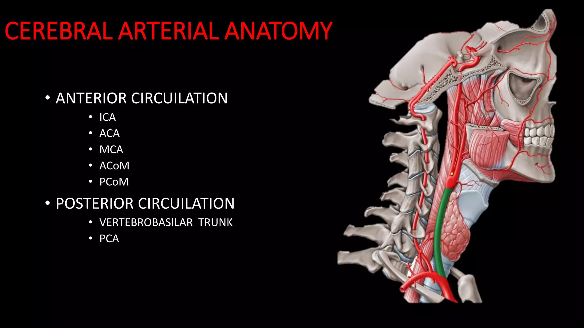 Vascular anatomy of brain | PPTX