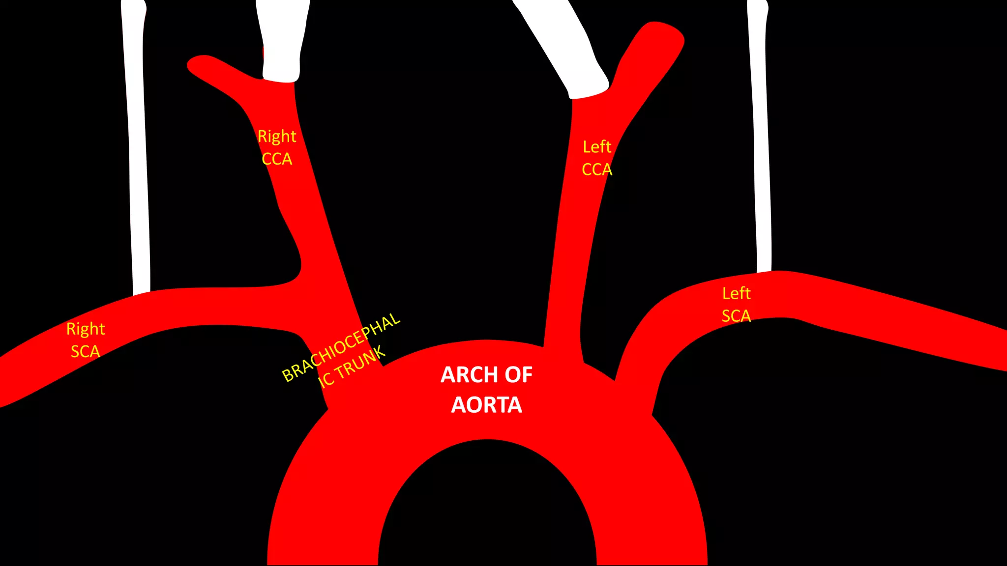 Vascular anatomy of brain | PPTX