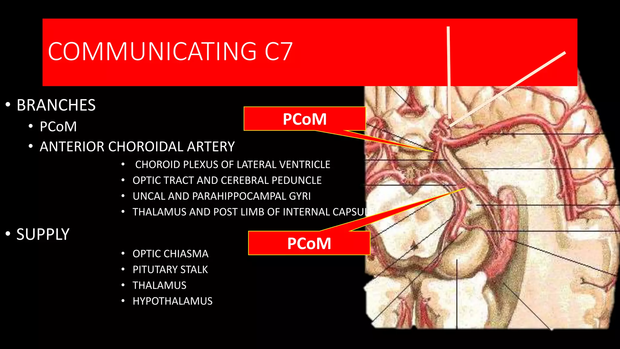 Vascular anatomy of brain | PPTX