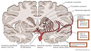 Vascular anatomy of brain | PPTX