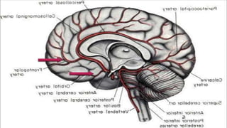 Vascular anatomy of brain | PPTX