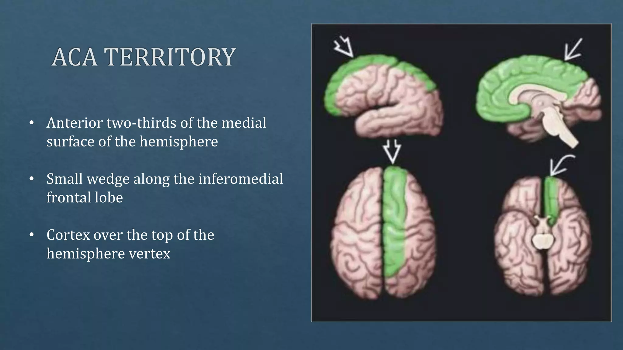 Radiological vascular anatomy of brain | PPTX