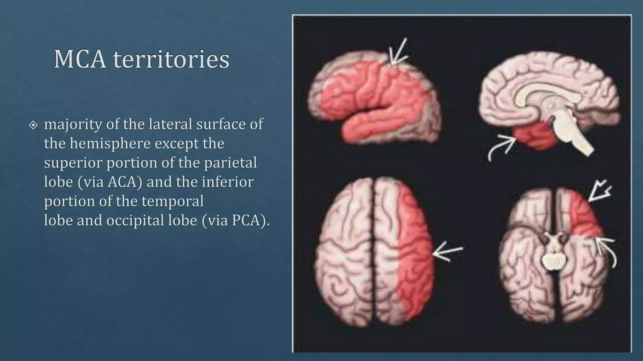 Radiological vascular anatomy of brain | PPTX