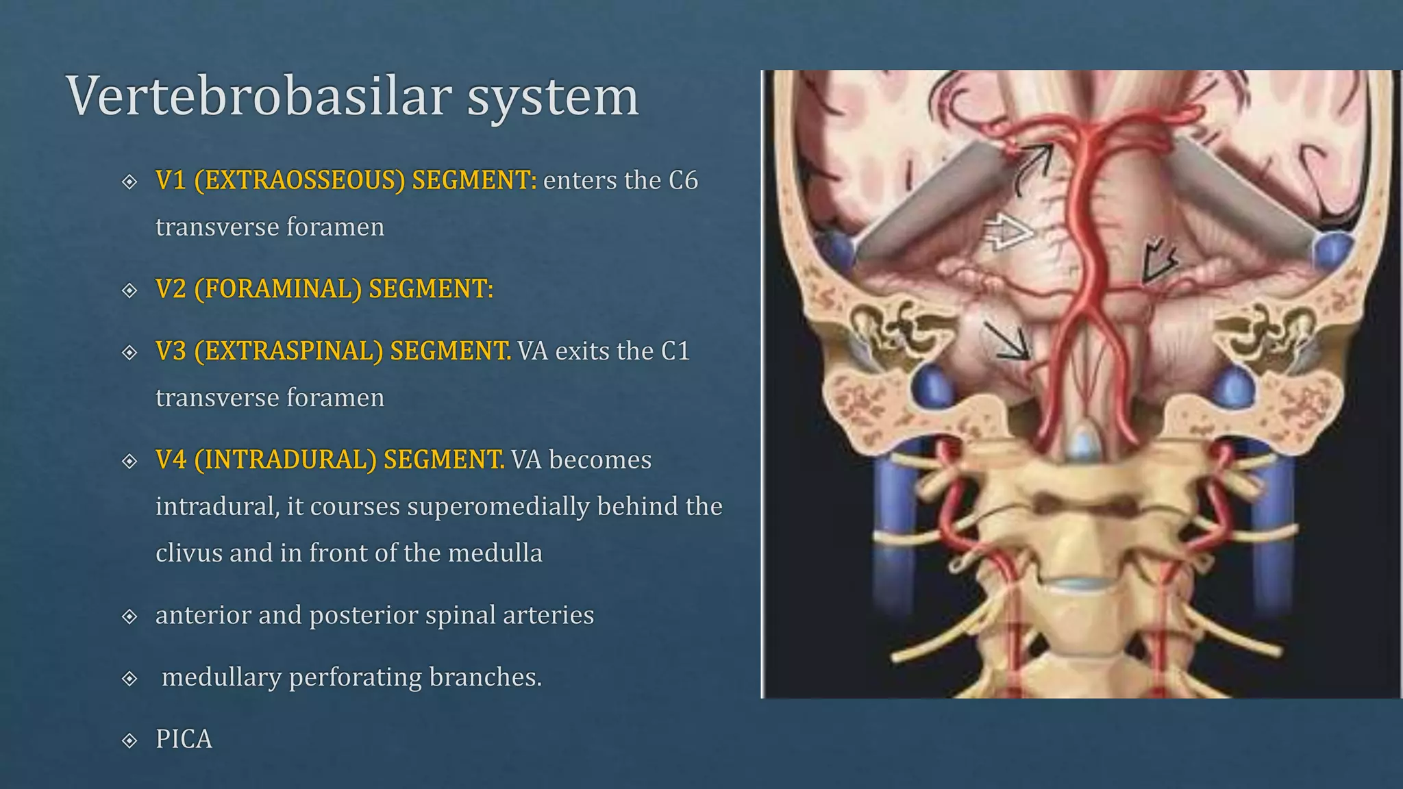Radiological vascular anatomy of brain | PPTX