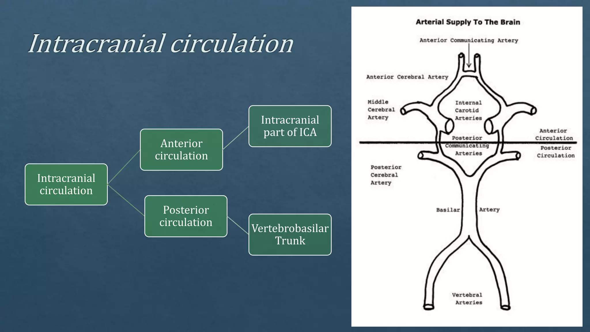 Radiological vascular anatomy of brain | PPTX