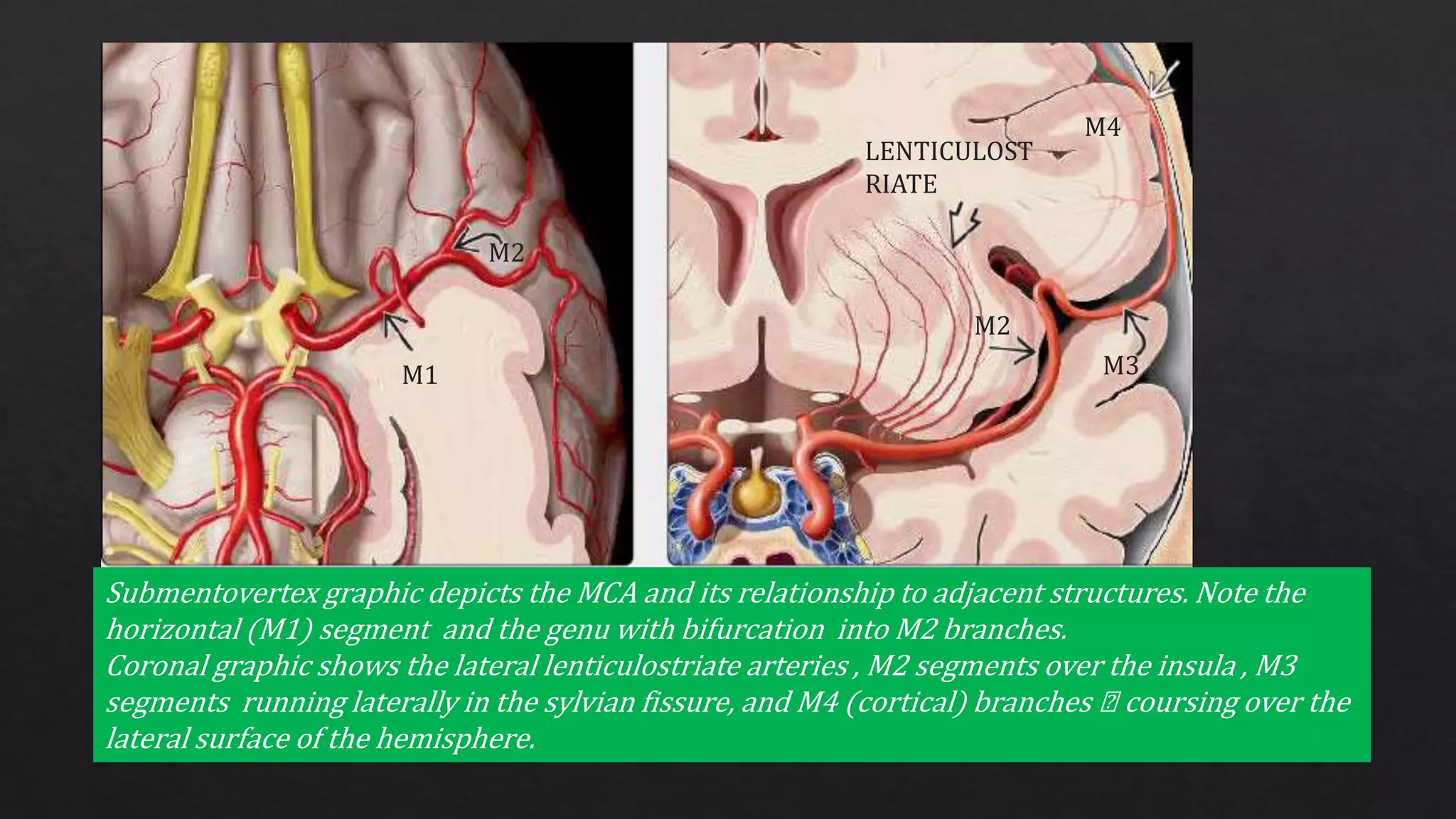 Vascular anatomy of brain | PPTX