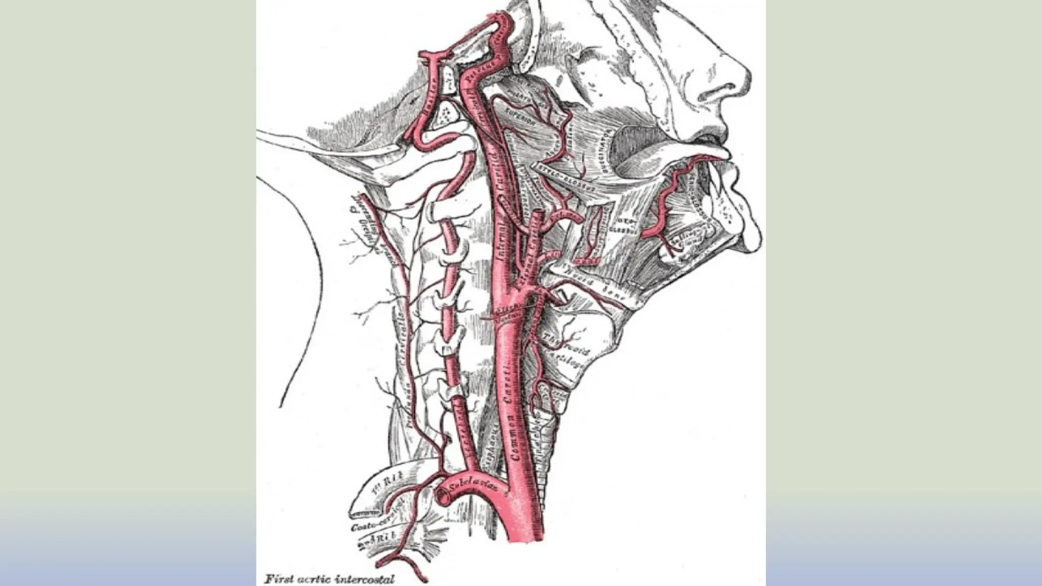 Vascular Anatomy of Brain............pptx