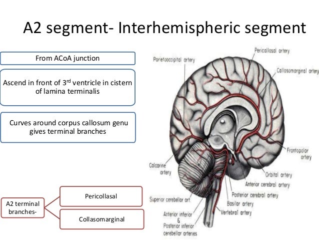 imaging and anatomy of blood supply of brain