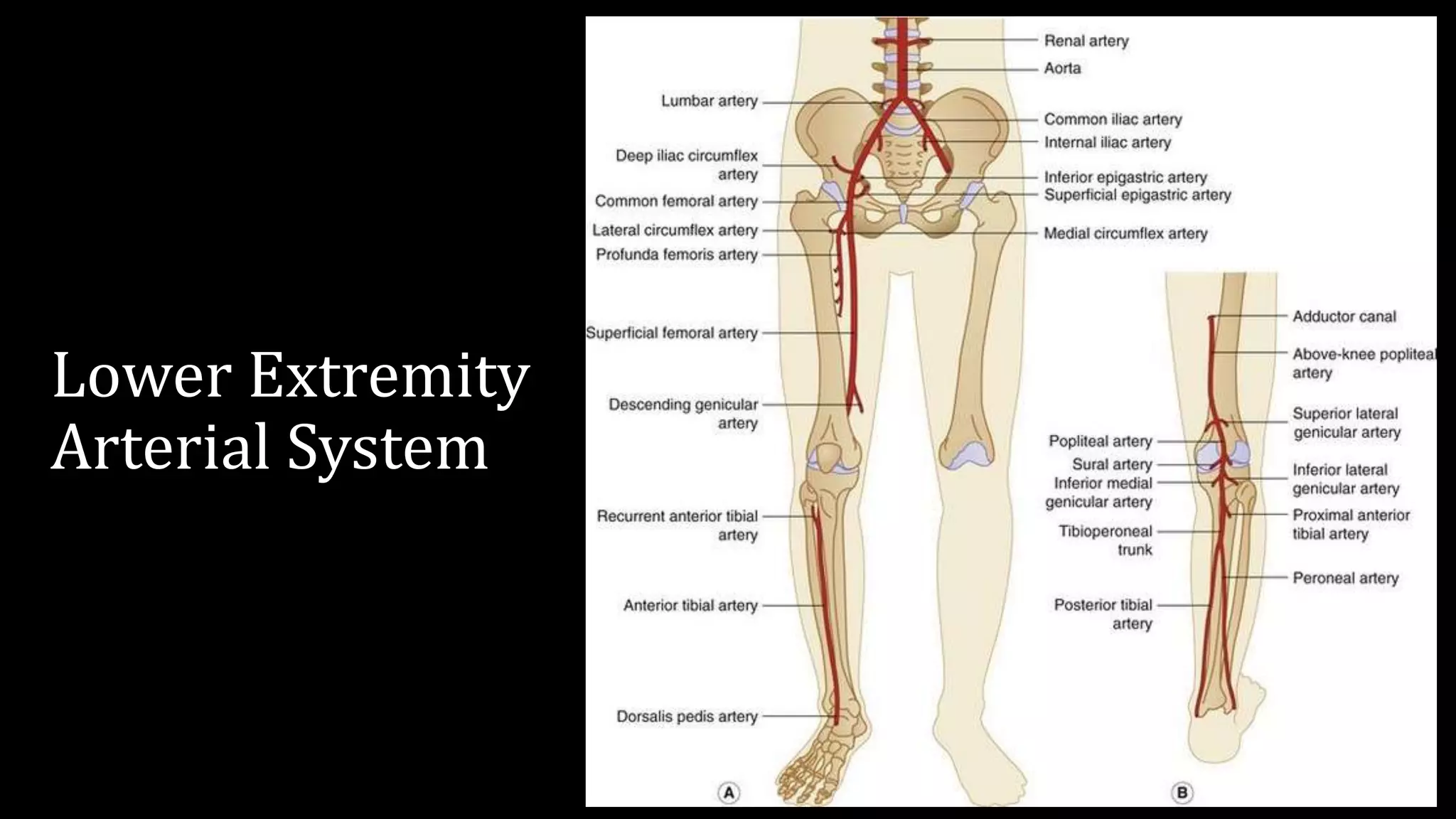 Vascular anatomy of extremities | PPT