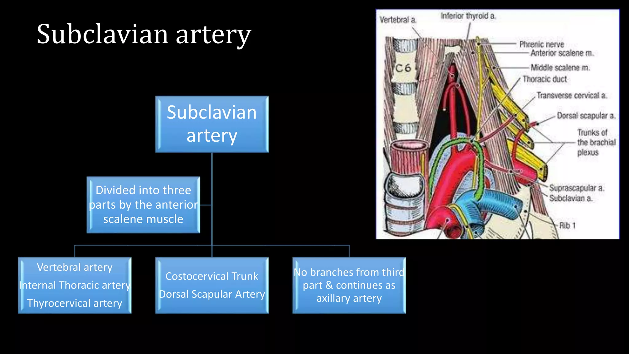 Vascular anatomy of extremities | PPTX