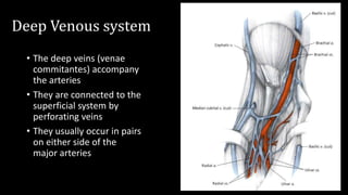 Vascular anatomy of extremities | PPT