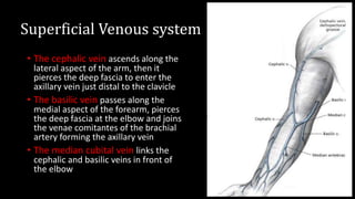 Vascular anatomy of extremities | PPT