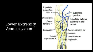 Vascular anatomy of extremities | PPT