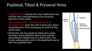 Vascular anatomy of extremities | PPT