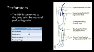 Vascular anatomy of extremities | PPT