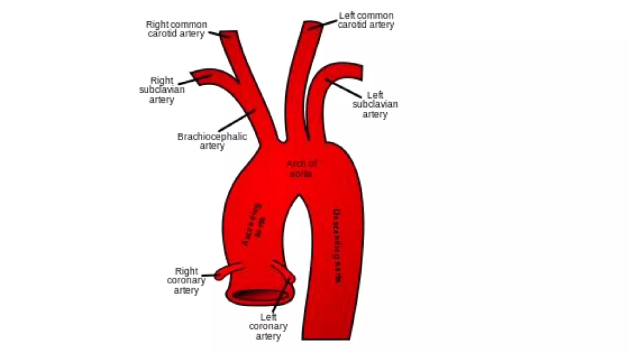 Vascular anatomy of head, [autosaved] | PPTX