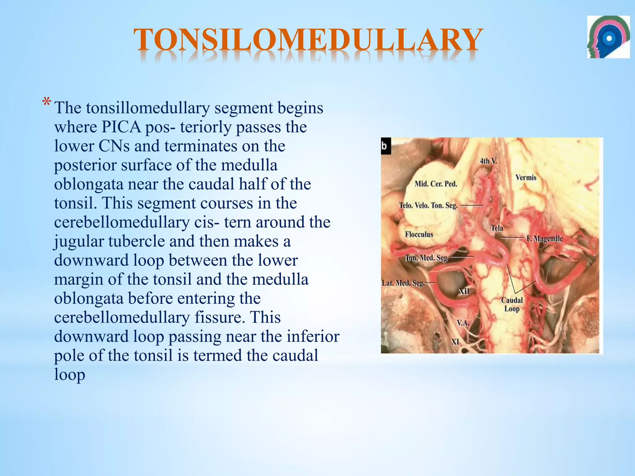 Vascular anatomy of posterior fossa | PPTX
