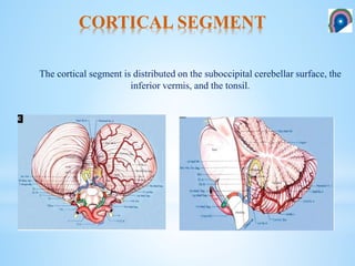 Vascular anatomy of posterior fossa | PPTX