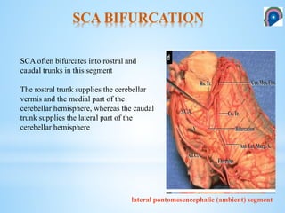 Vascular anatomy of posterior fossa | PPTX