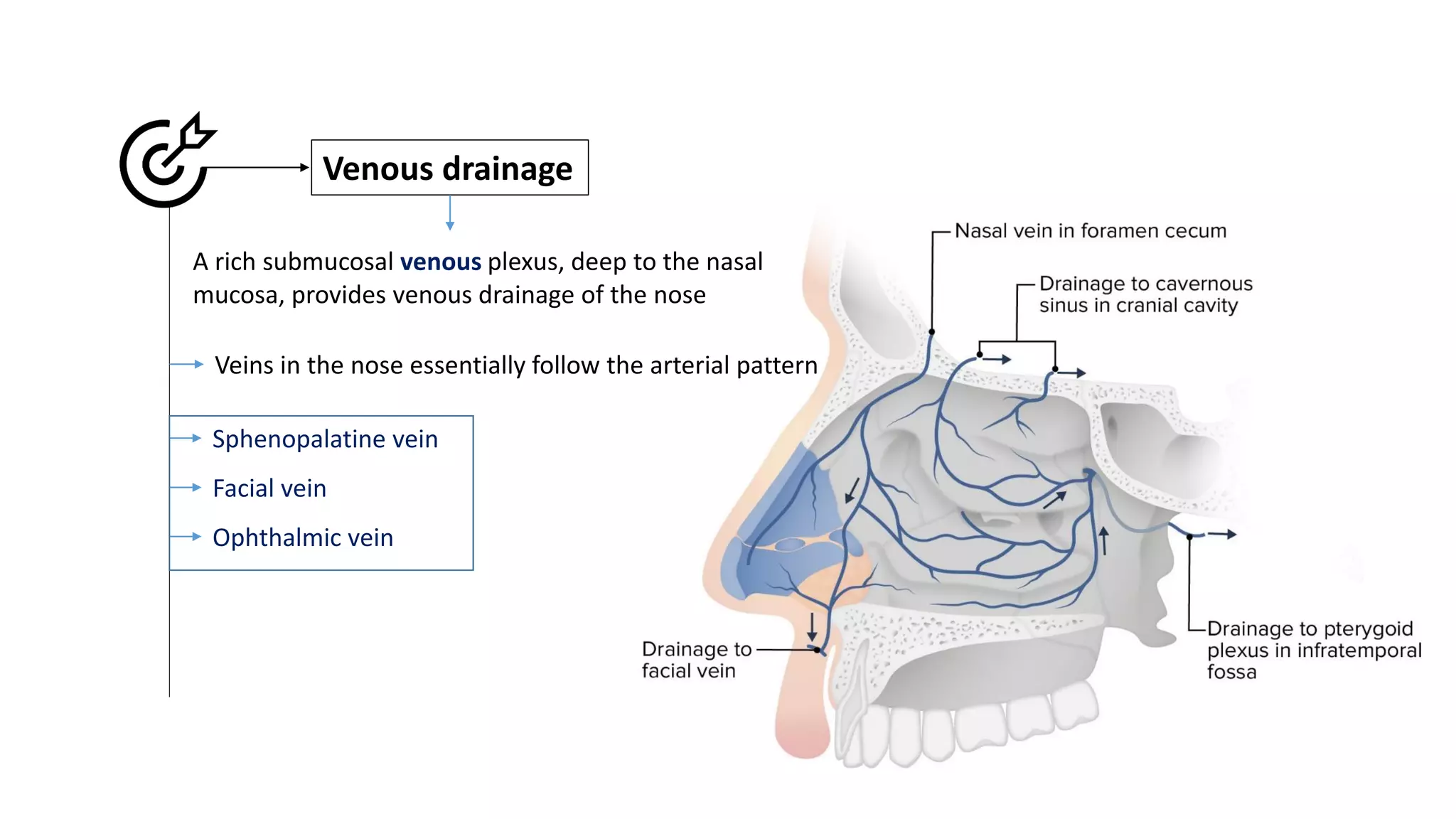 VASCULAR ANATOMY OF THE NOSE.pdf