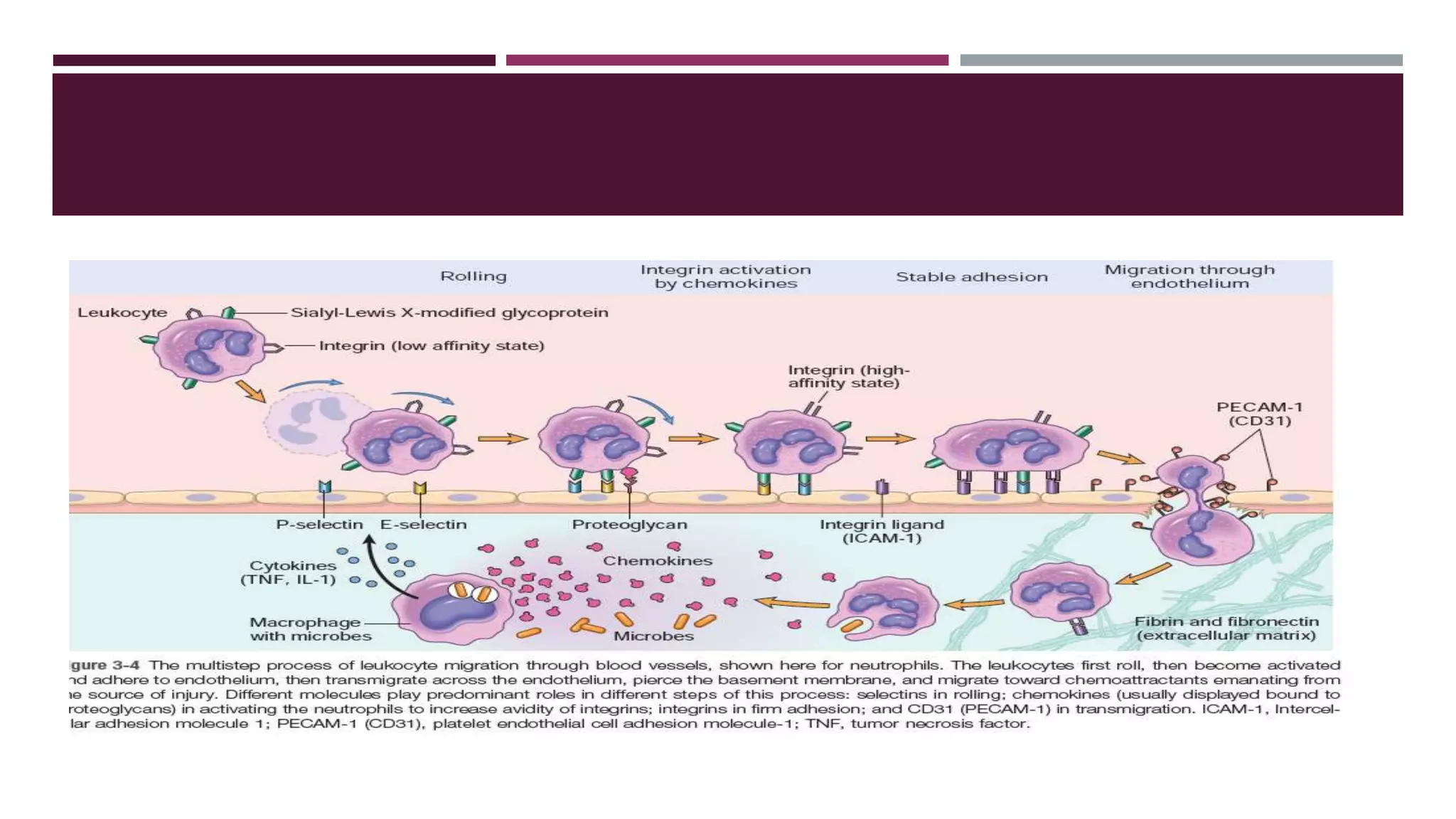 Vascular and cellular events in inflammation | PPTX