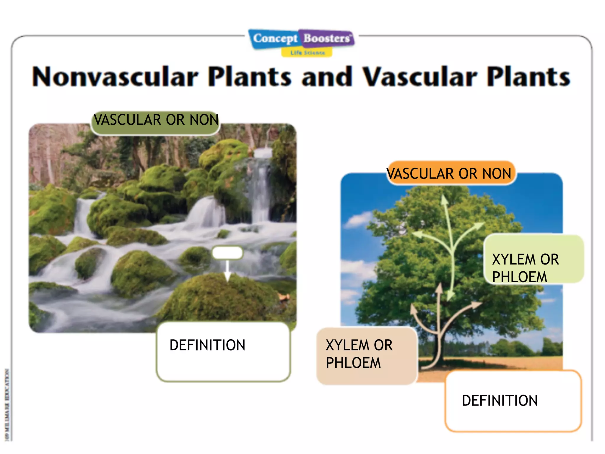Vascular and Non Vascular Plants | PDF