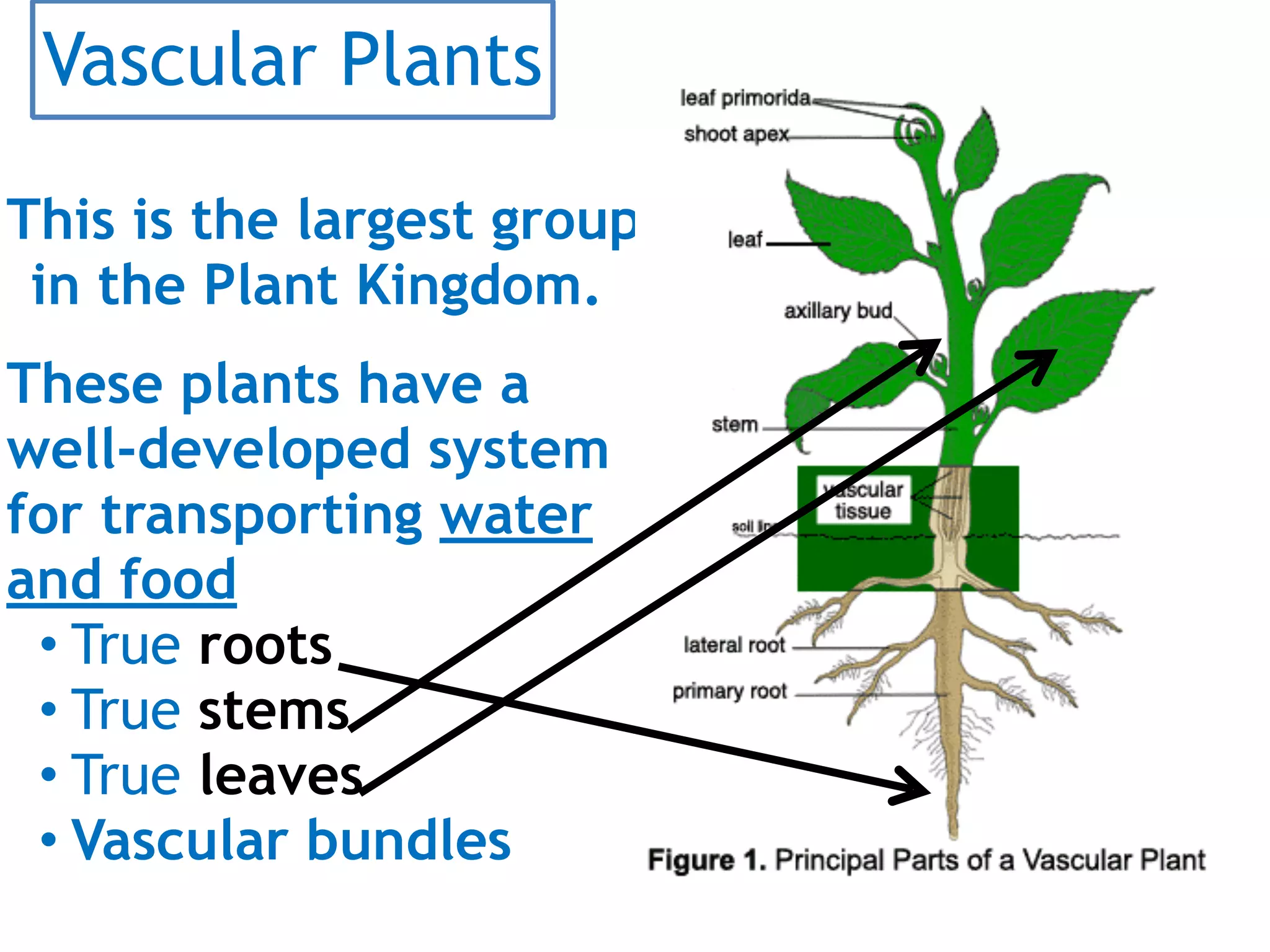 Vascular and Non Vascular Plants | PDF