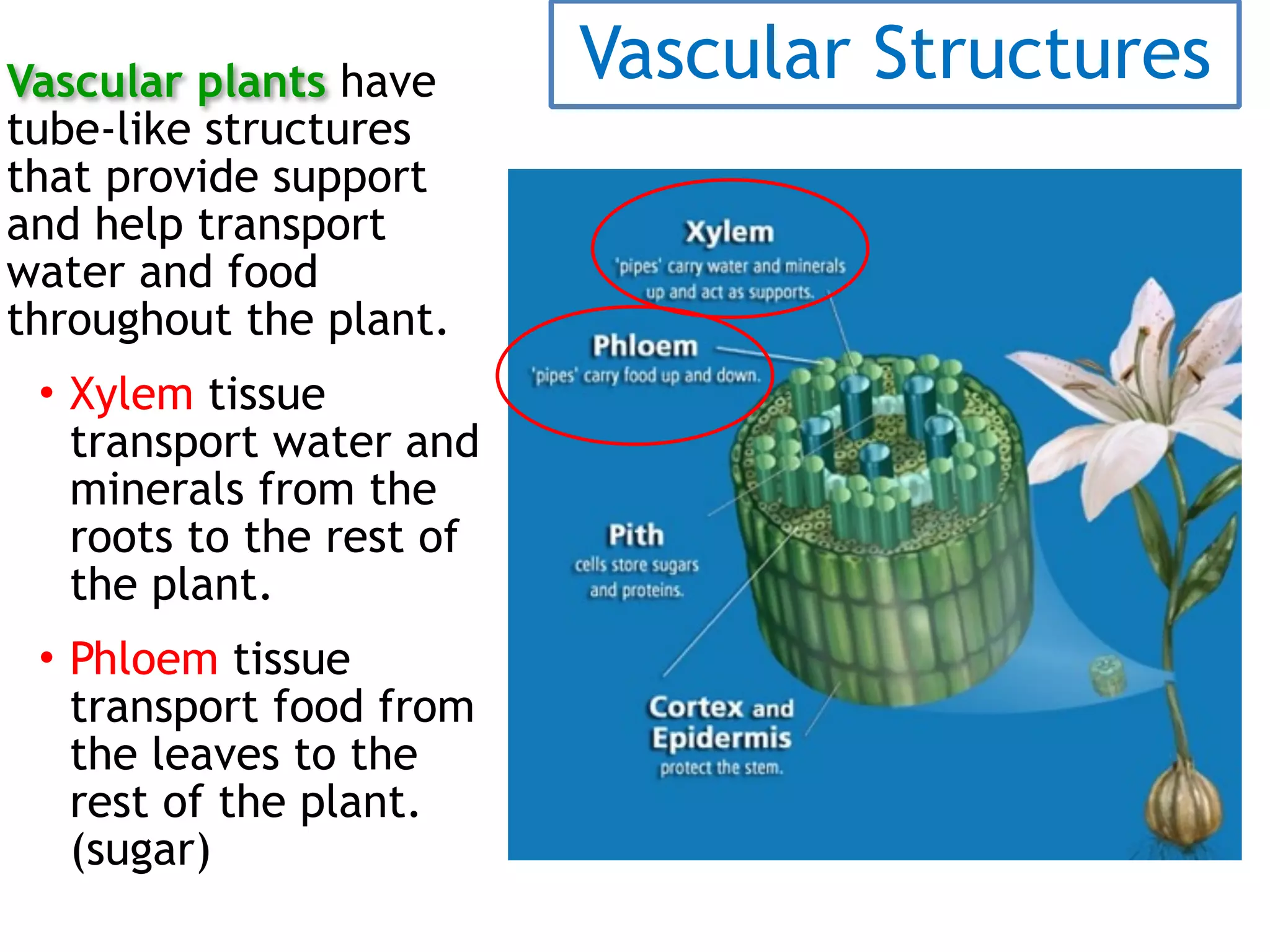 Vascular and Non Vascular Plants | PDF