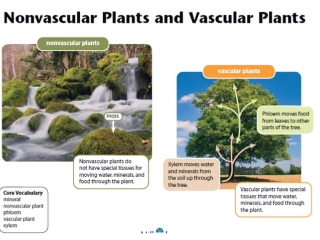 Vascular and Non Vascular Plants | PDF