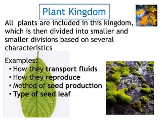 Vascular and Non Vascular Plants | PDF