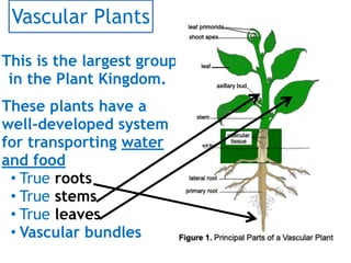 Vascular and Non Vascular Plants | PDF