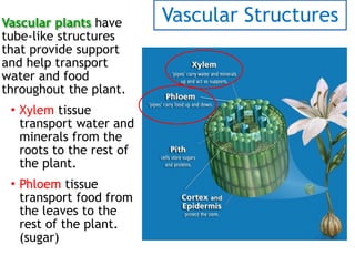 Vascular and Non Vascular Plants | PDF