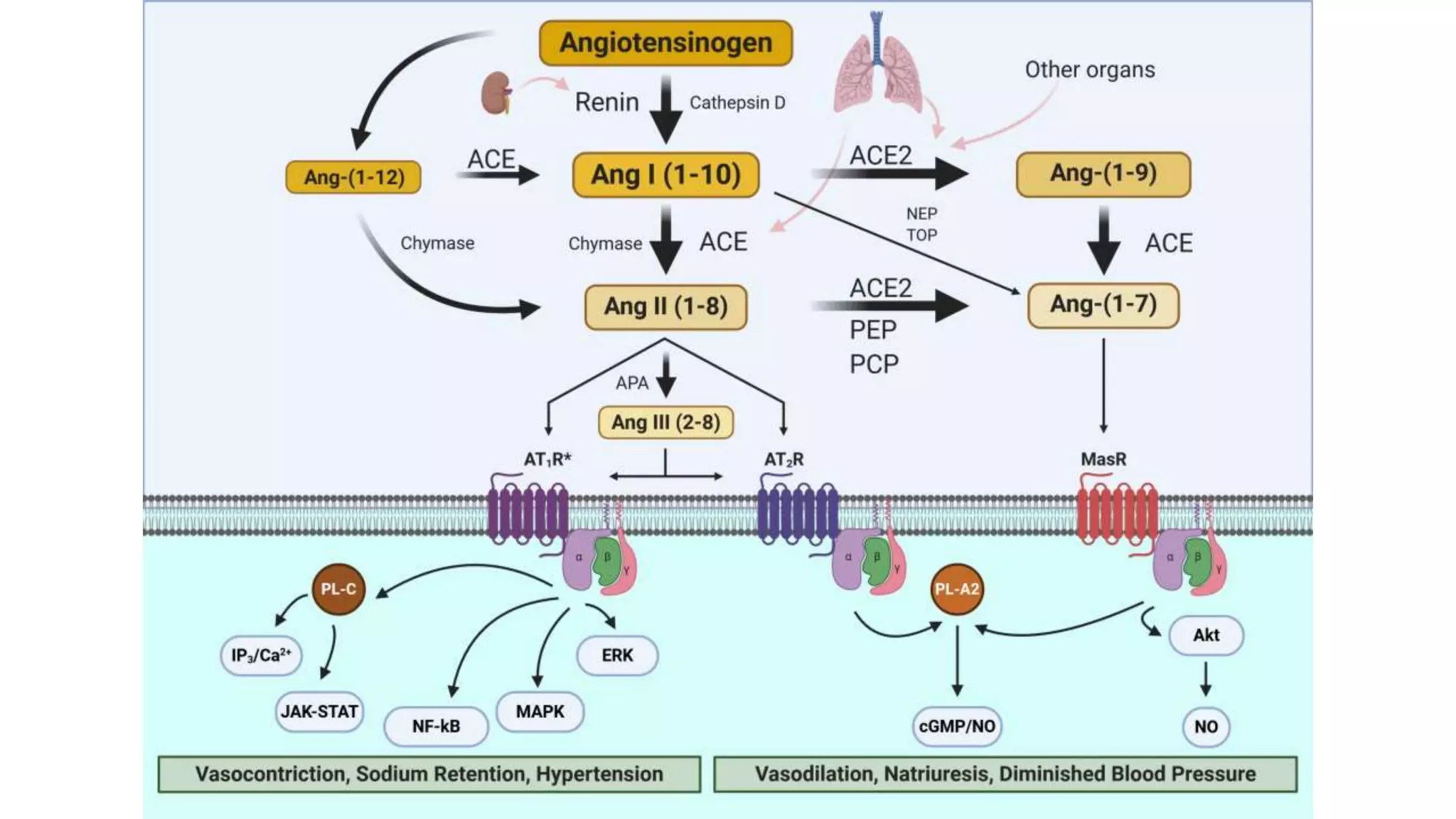 Vascular AT1 Receptors in Hypertension Emory Grand Rounds Slideshare ...