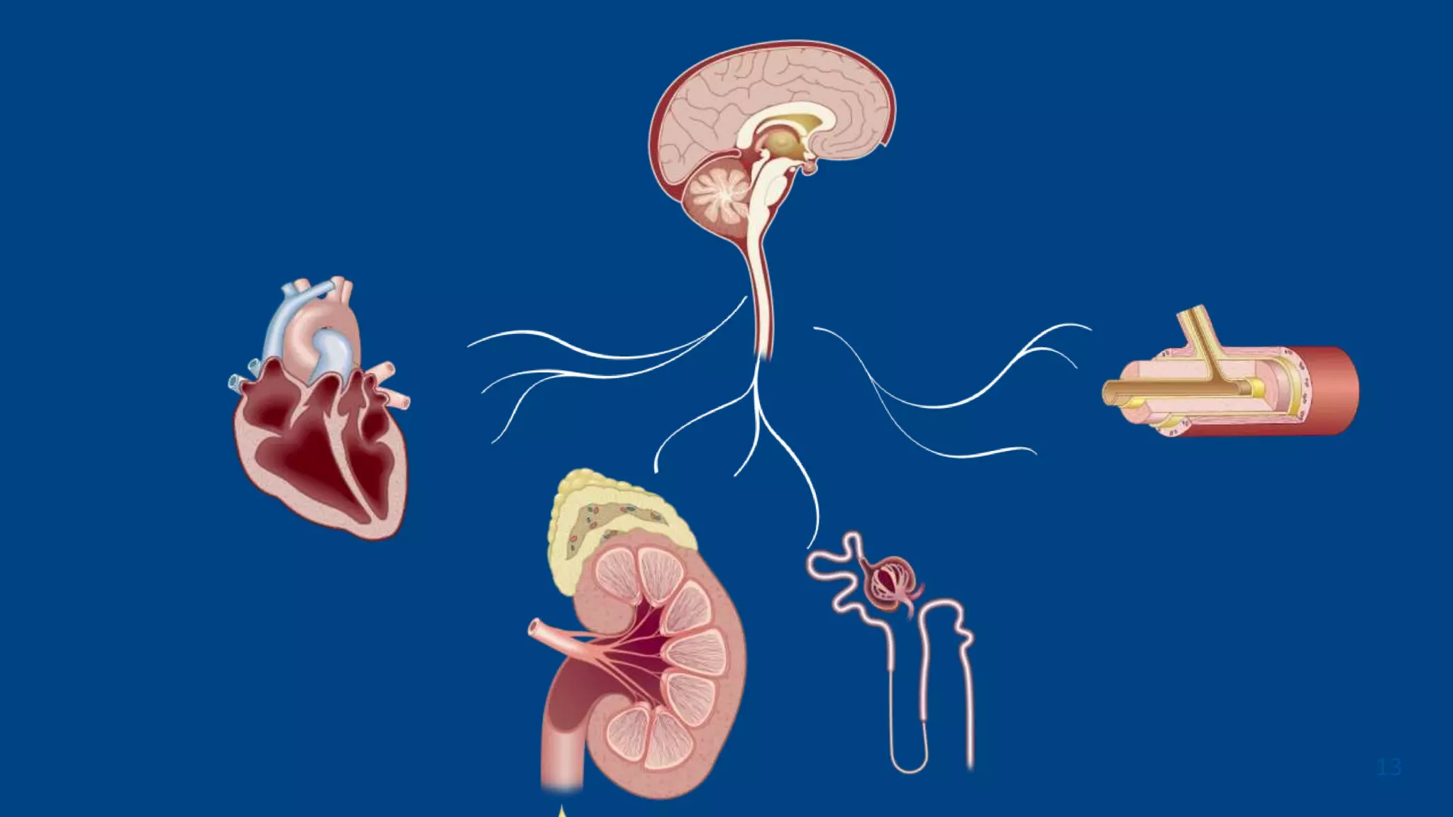 Vascular AT1 Receptors in Hypertension Emory Grand Rounds Slideshare Version.pptx