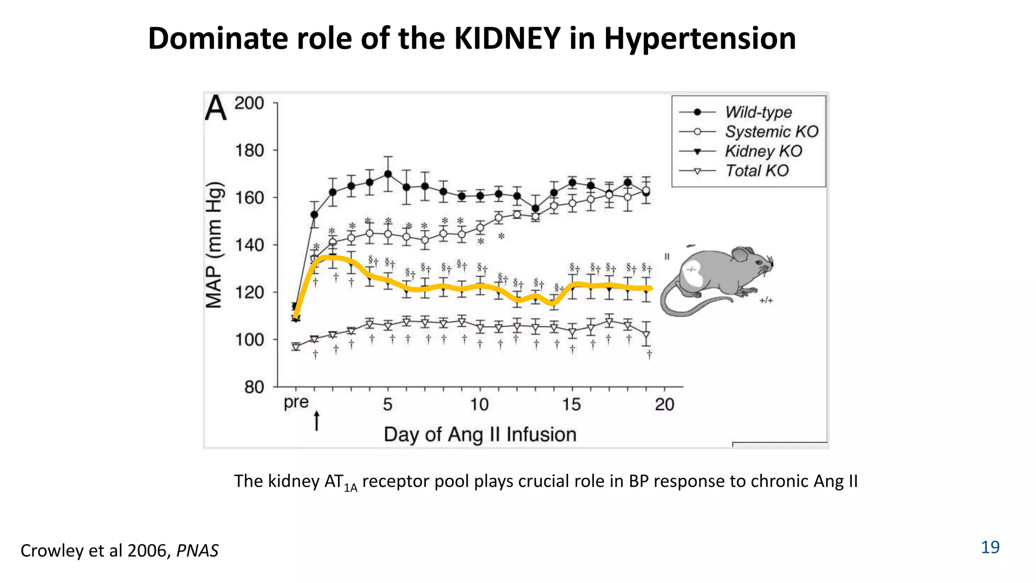 Vascular AT1 Receptors in Hypertension Emory Grand Rounds Slideshare Version.pptx