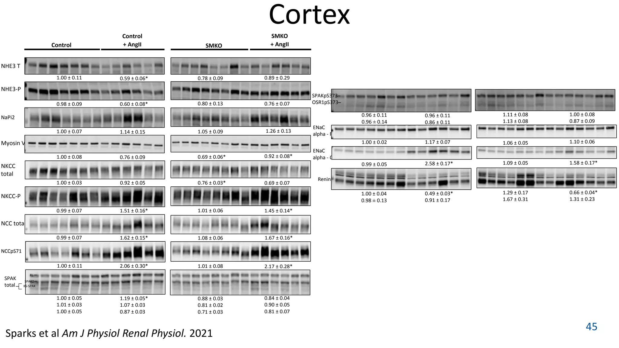 Vascular AT1 Receptors in Hypertension Emory Grand Rounds Slideshare Version.pptx
