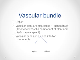 Vascular Bundles