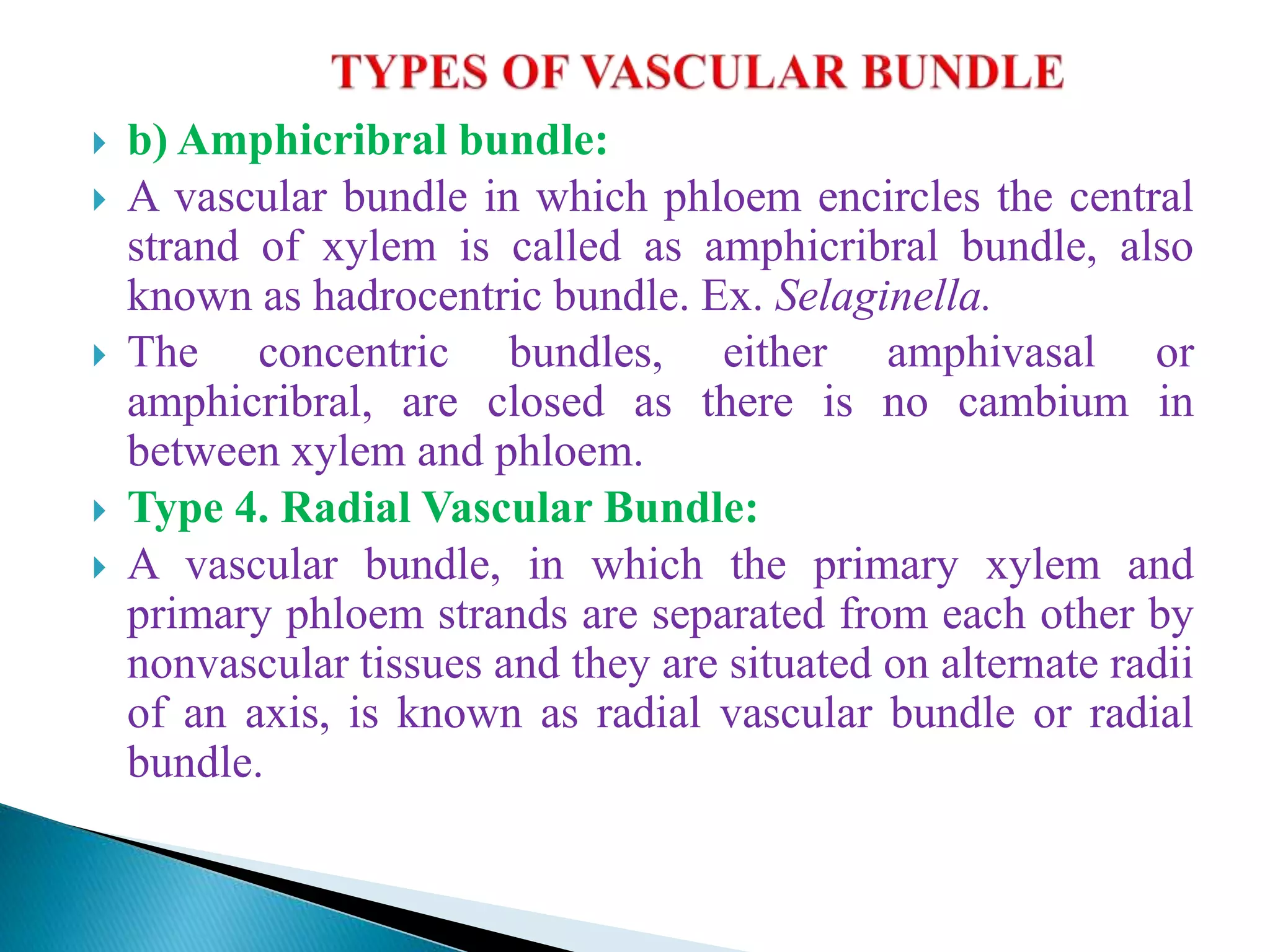Vascular bundle diversity | PPTX