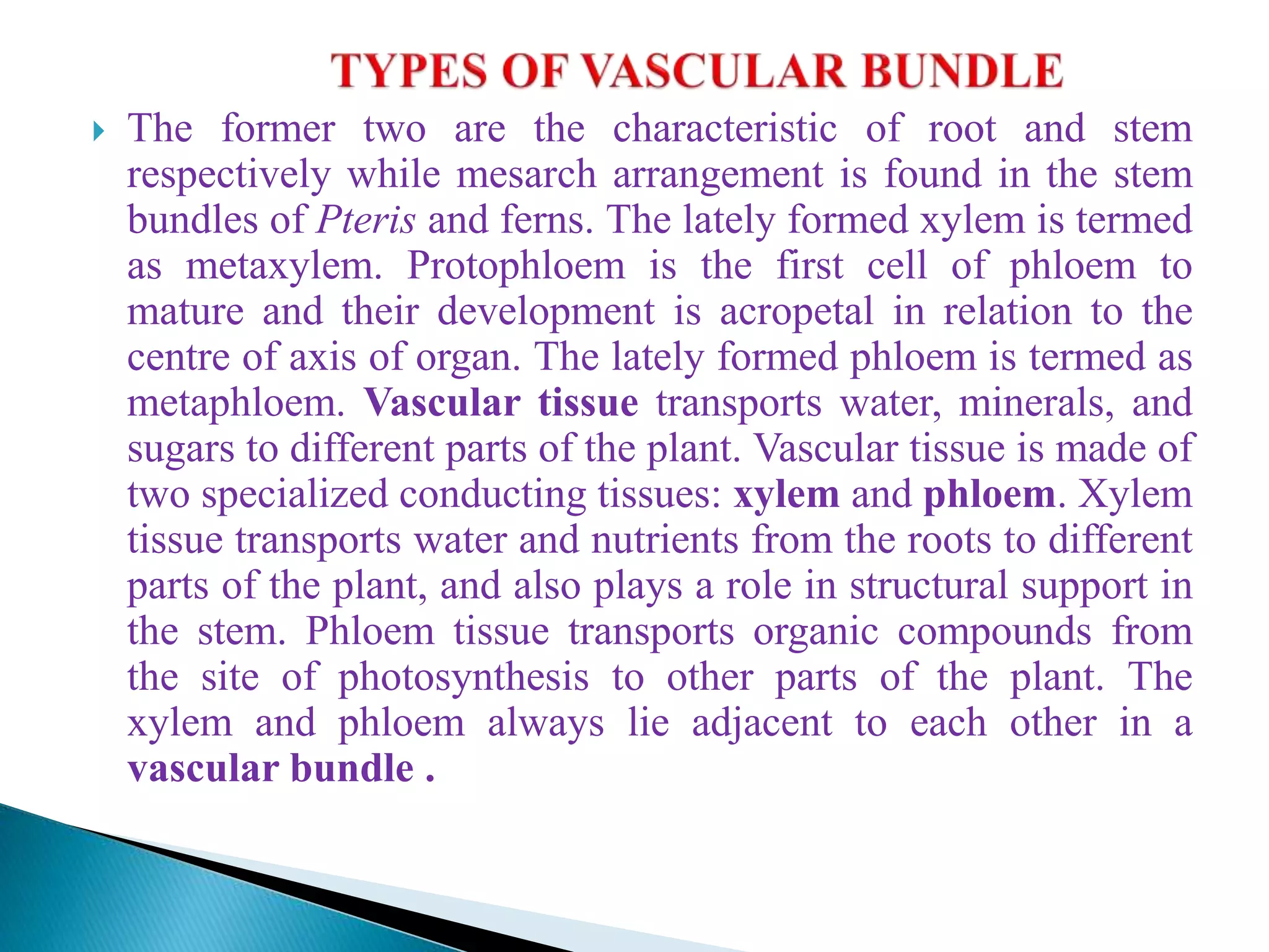 Vascular bundle diversity | PPTX