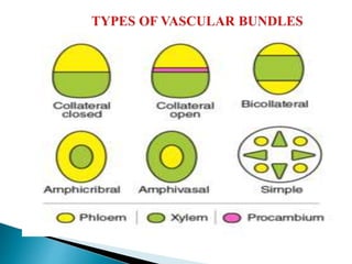 Vascular bundle diversity | PPT