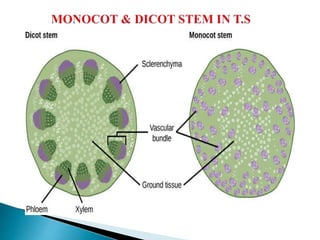 Vascular Bundle Dicot B. Anatomy Of Flowering Plants BIOLOGY4ISC
