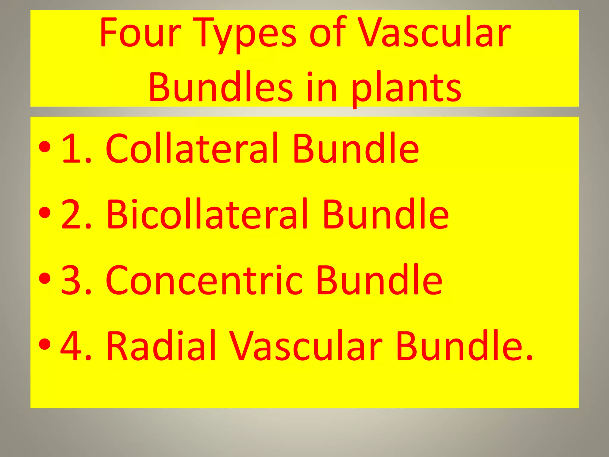 Vascular bundles in Plants | PPTX