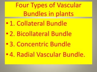 Vascular bundles in Plants | PPTX