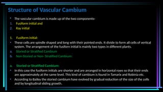 Vascular Cambium and annual rings and secondarygrowth.pptx