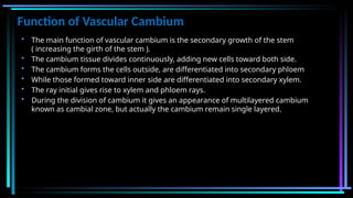 Vascular Cambium and annual rings and secondarygrowth.pptx