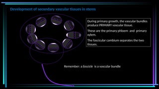 Vascular Cambium and annual rings and secondarygrowth.pptx