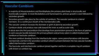 Vascular Cambium and annual rings and secondarygrowth.pptx